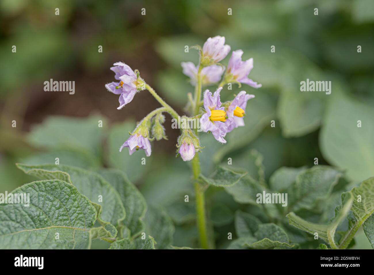Potato flower stalk Stock Photo - Alamy