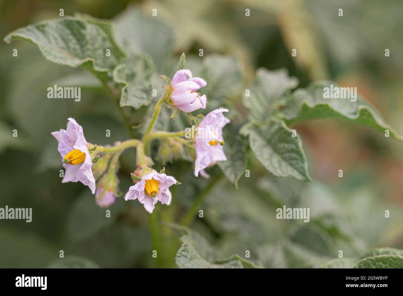 Potato flower stalk Stock Photo - Alamy