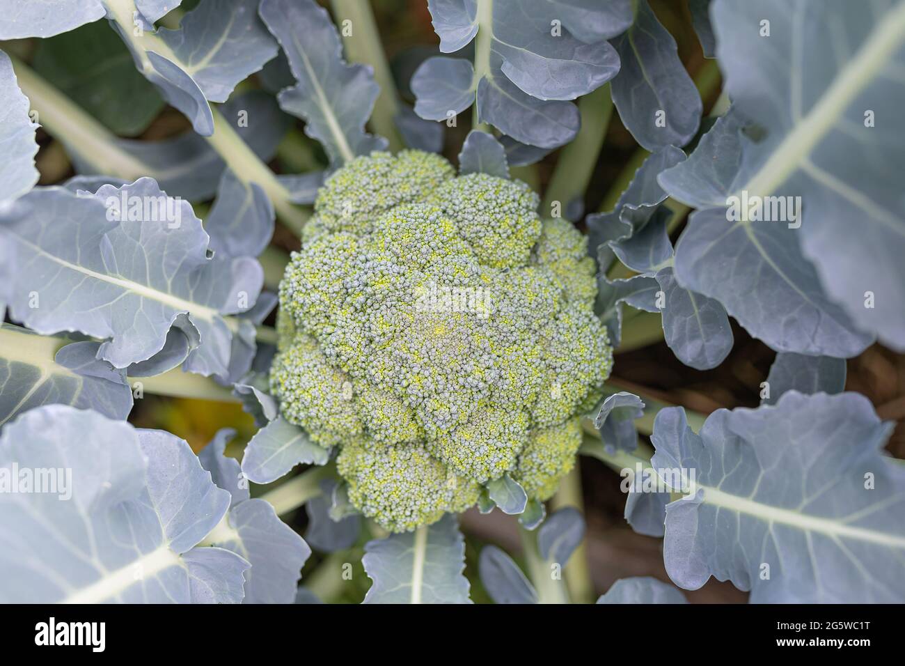 Broccoli plantation hi-res stock photography and images - Alamy