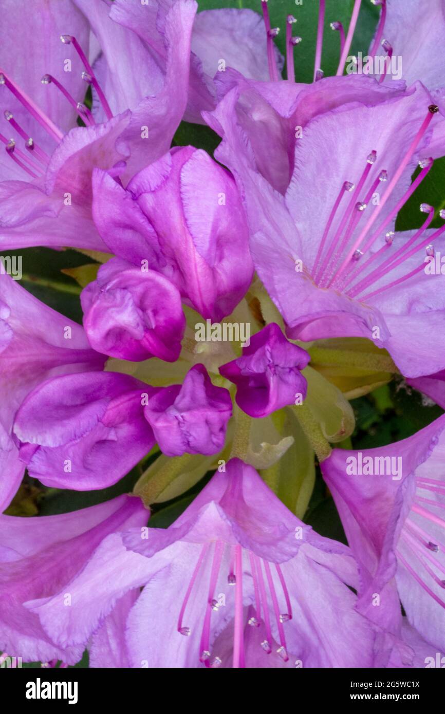 The centre of a rhododendron bloom before it is fully open viewed from ...