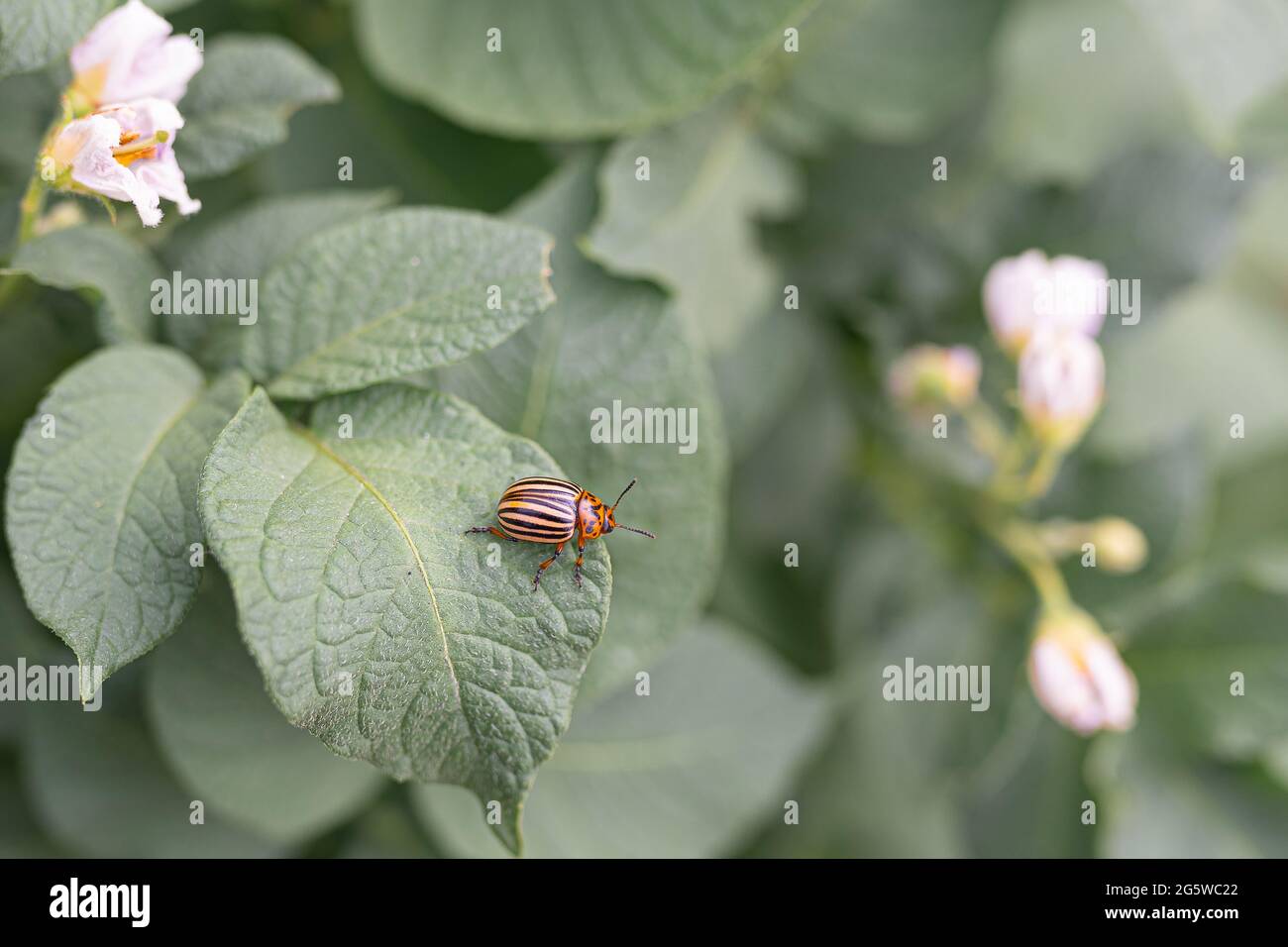 Potato bug hi-res stock photography and images - Alamy