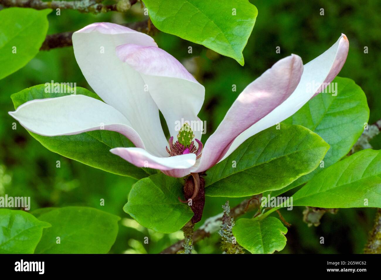 A single pink magnolia blossom Stock Photo - Alamy
