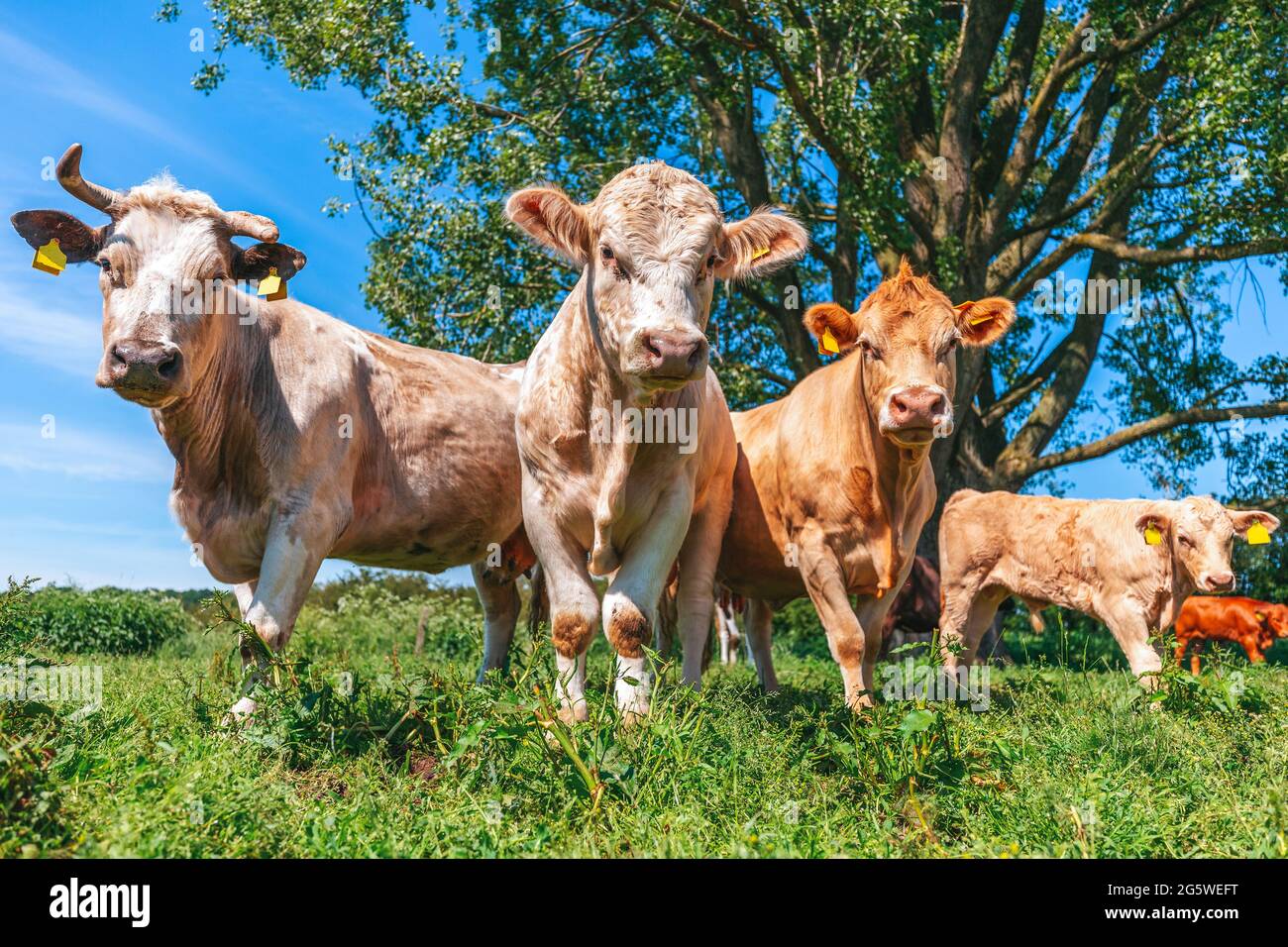 Brown cows on a meadow hi-res stock photography and images - Alamy
