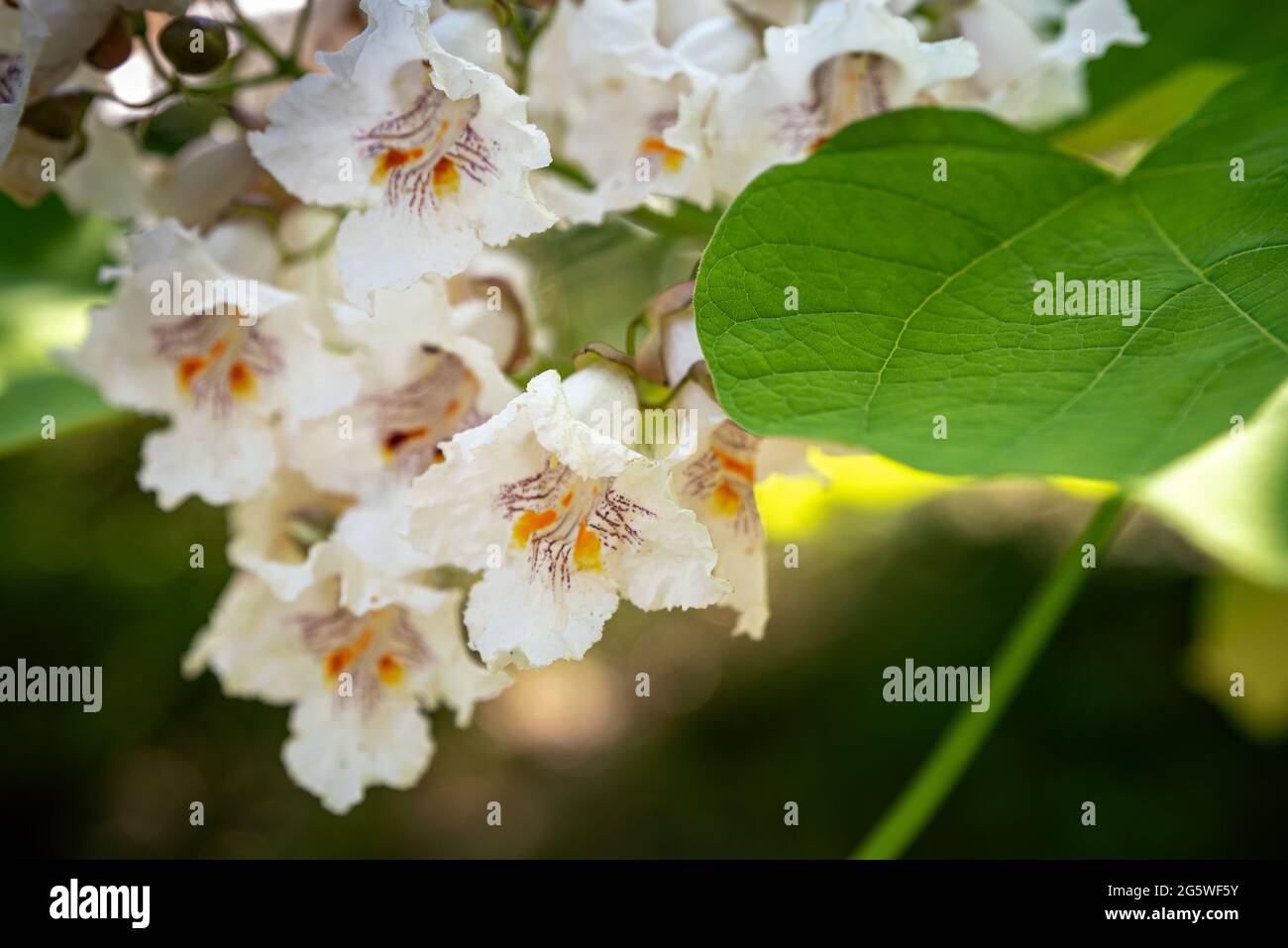 Catalpa grows and blooms in the summer in the garden. Flowers Catalpa ...