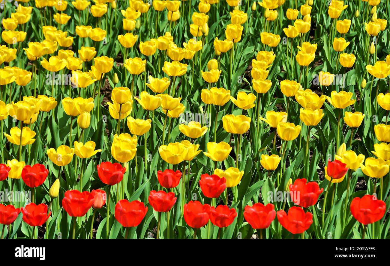 Nice shot in a tulip field Stock Photo - Alamy
