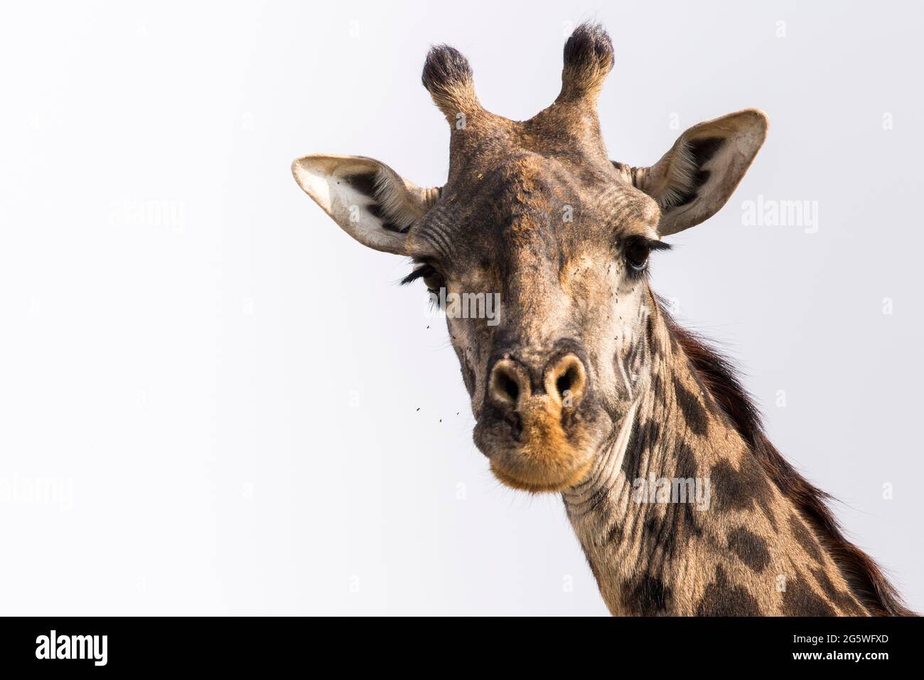 close up of giraffe head and flies in the greater mara conservancies ...