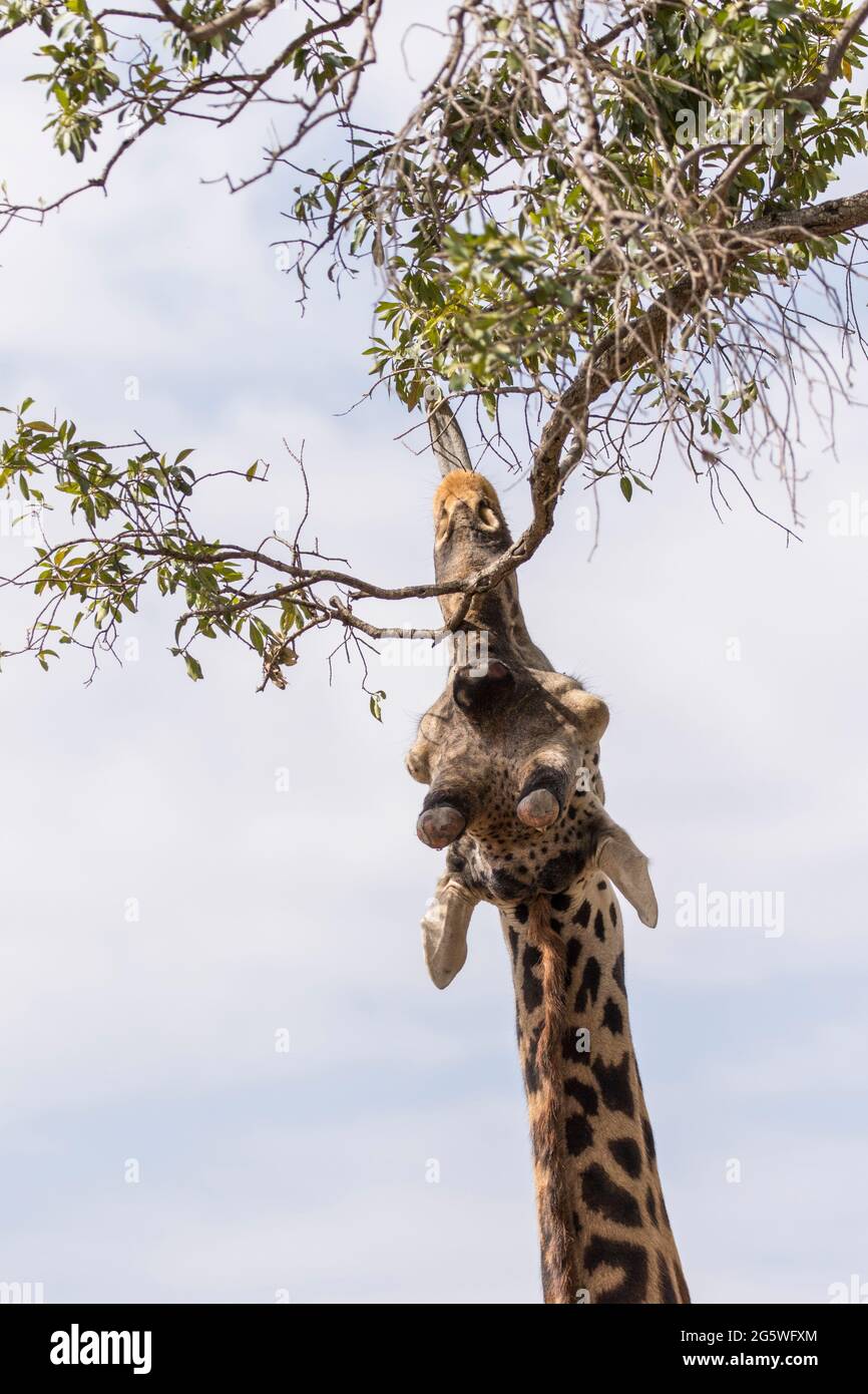 Giraffe eating leaves tree hi-res stock photography and images - Alamy