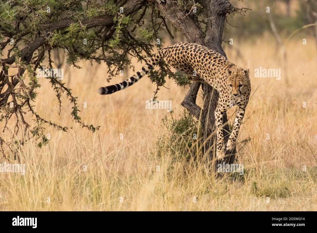 Cheetah jumping down from a tree in the greater mara conservancies ...