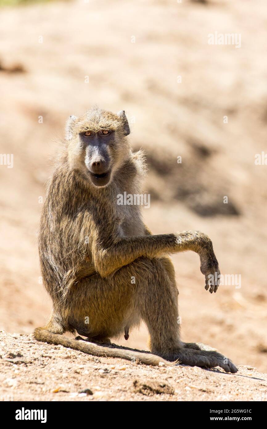 Adult male baboon sitting on rock in the Tsavo national park, kenya ...