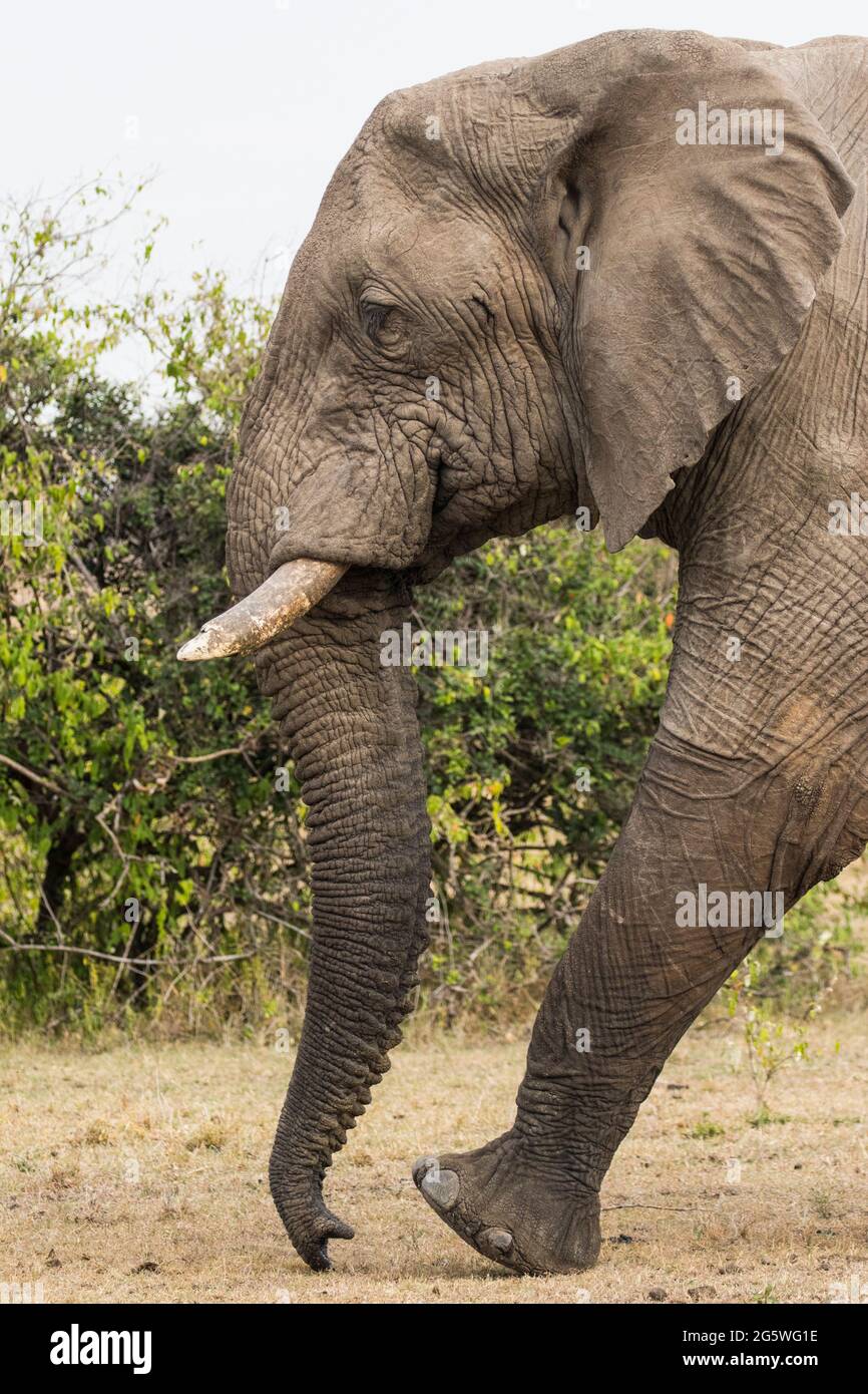 African elephant trunk end close up hi-res stock photography and images ...