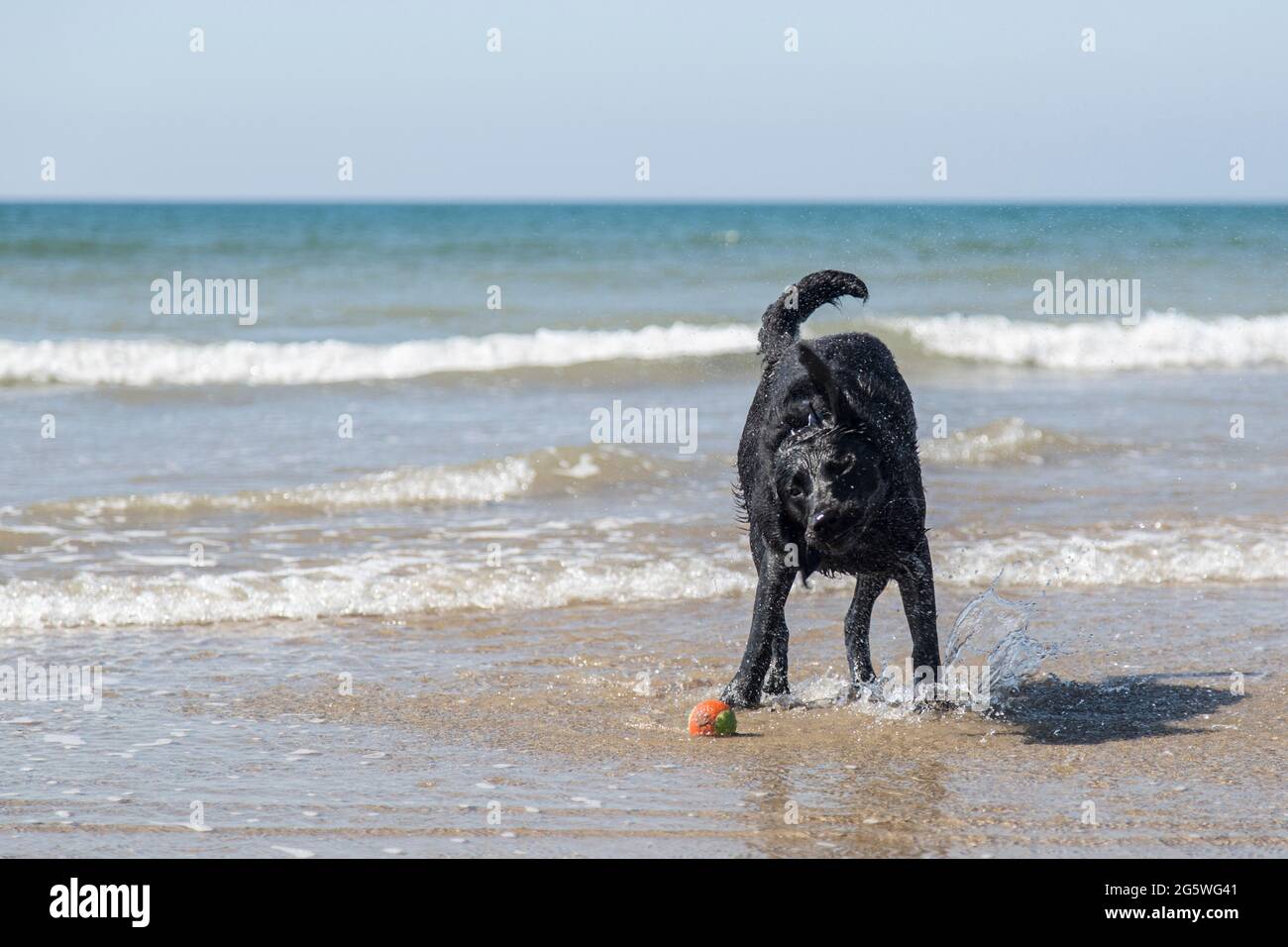 Black labrador in the surf hi-res stock photography and images - Alamy