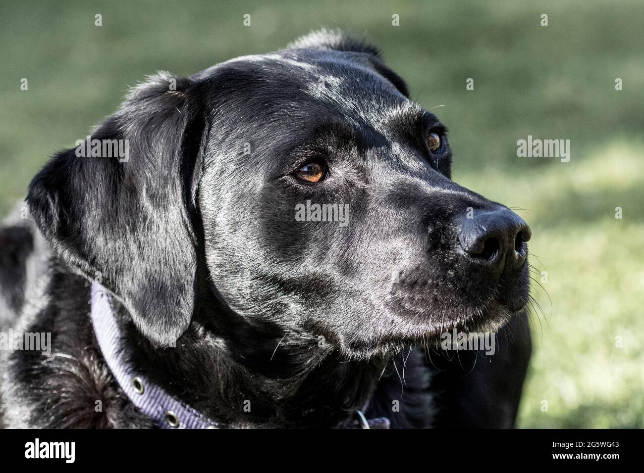 Labrador dog eyes close up hi-res stock photography and images - Alamy