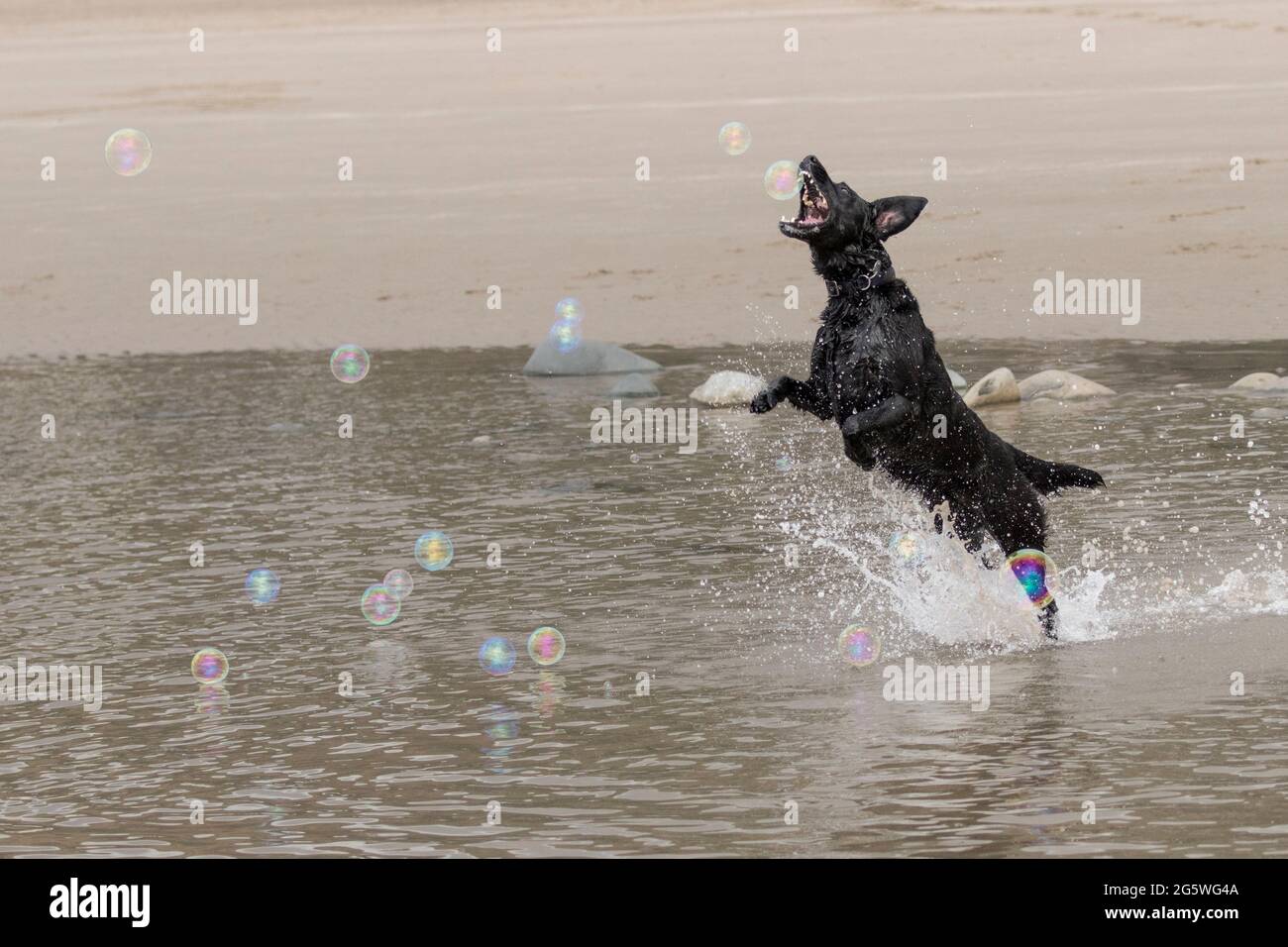 Black labrador jumping to catch bubbles on the beach Stock Photo - Alamy