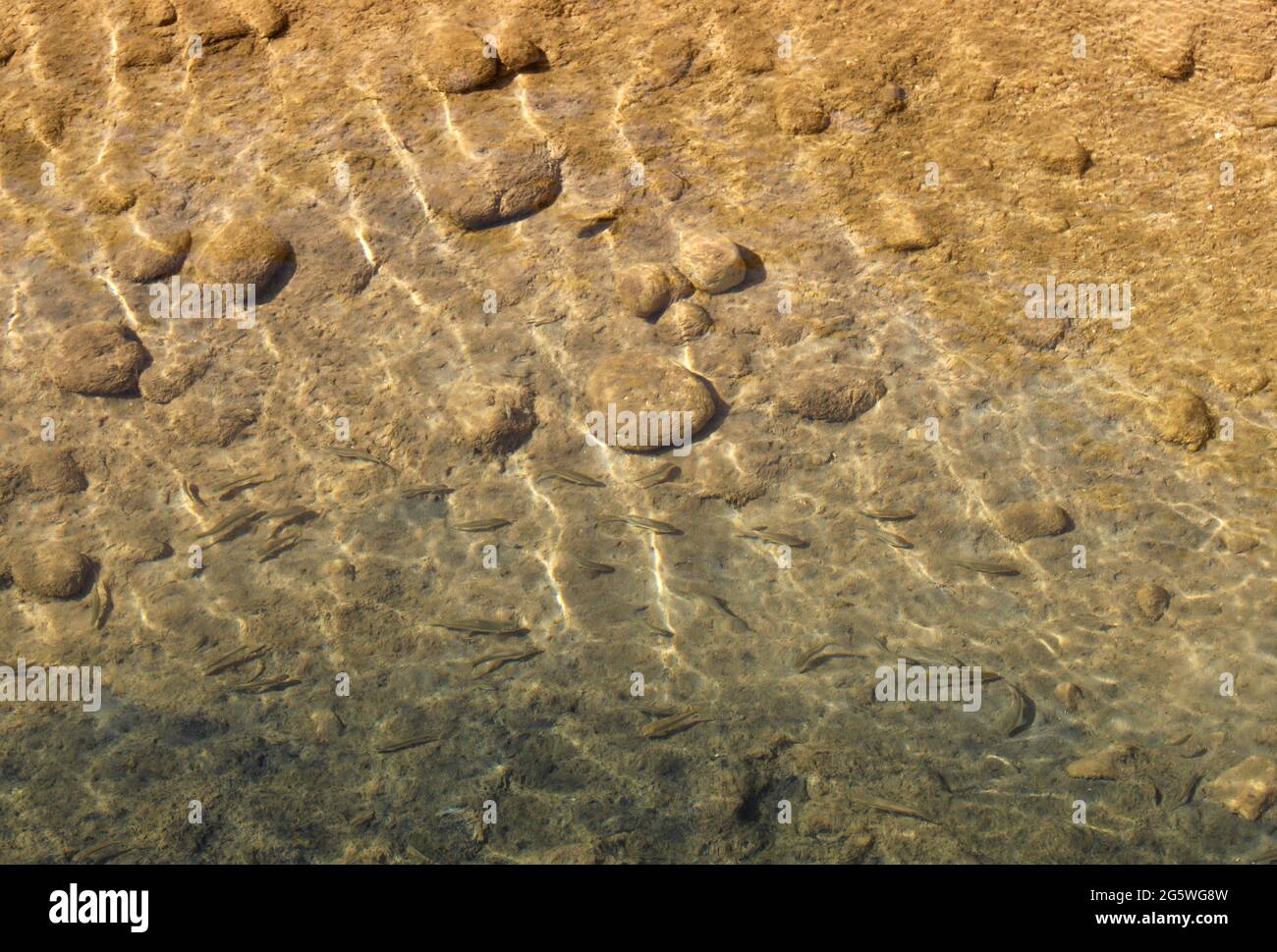 Aphanius hi-res stock photography and images - Alamy