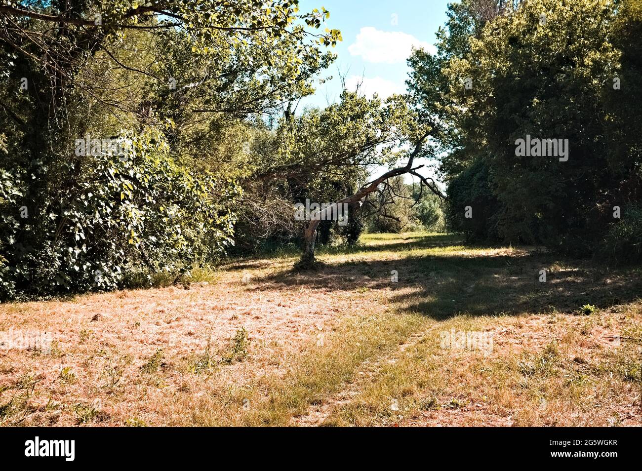 Crooked Forest High Resolution Stock Photography and Images - Alamy