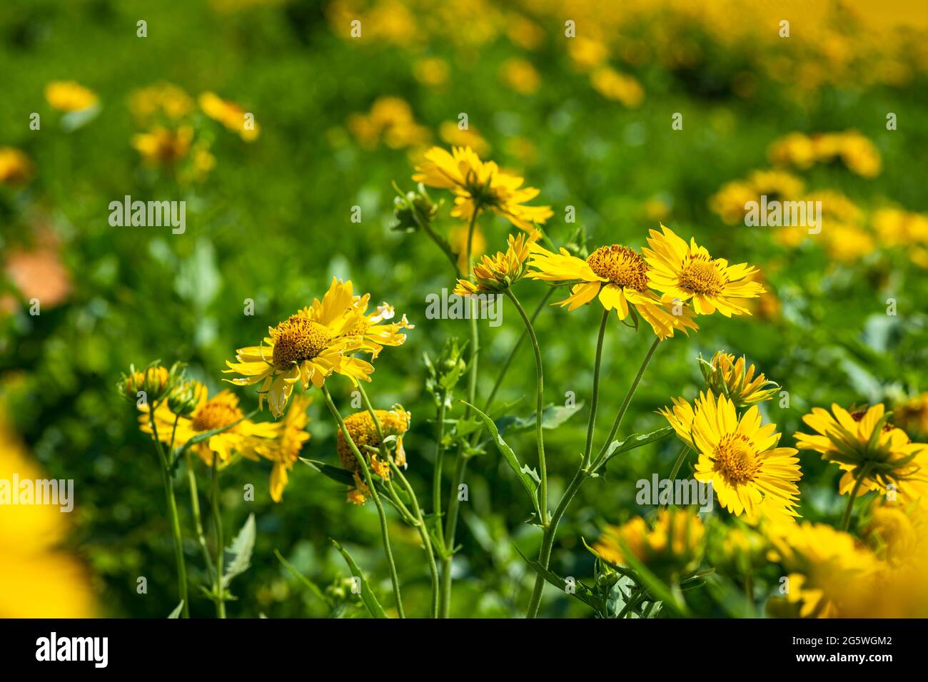 Yellow flowers closeup on a blurred floral background. Selective focus ...