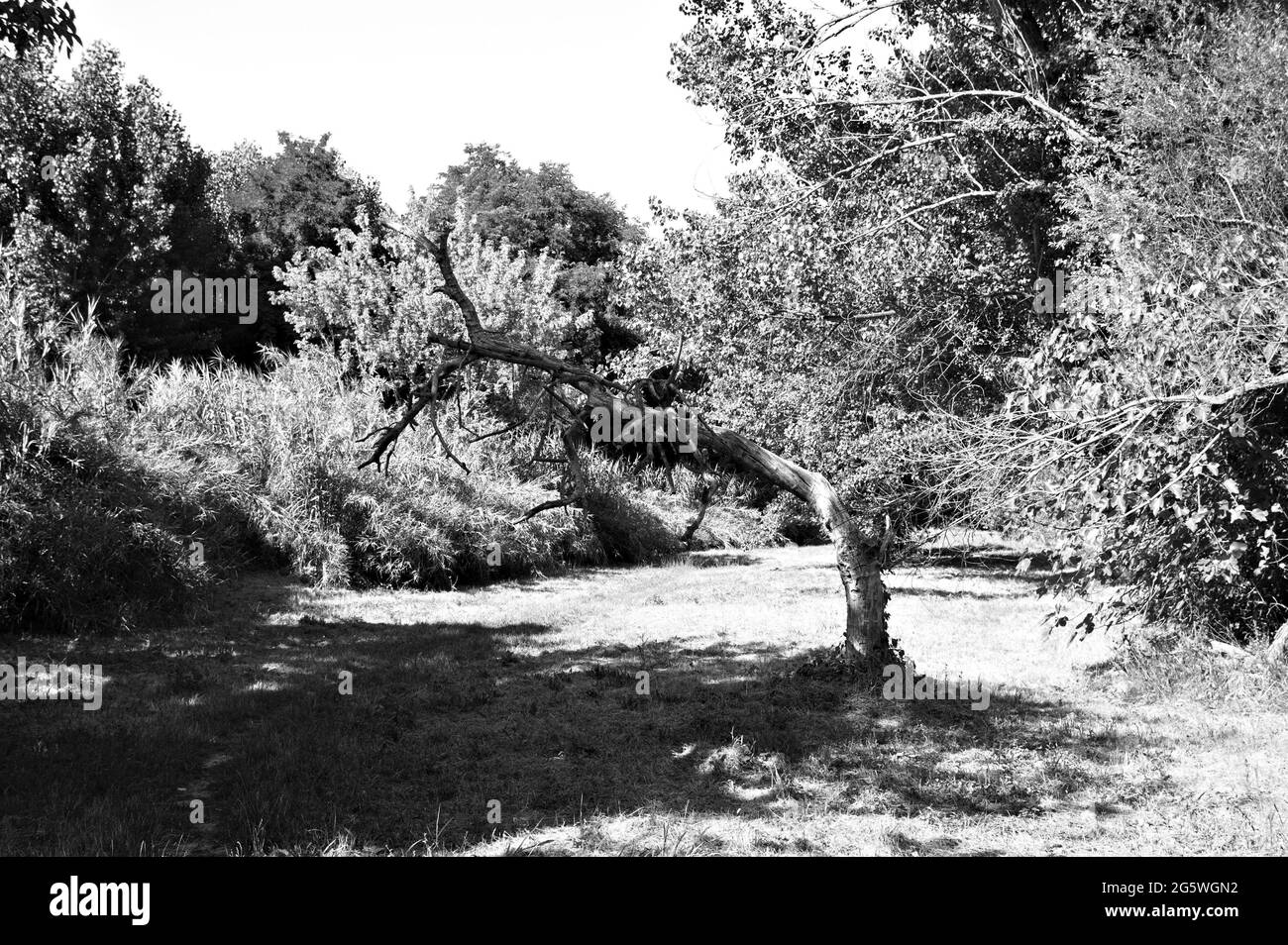 Withered tree Black and White Stock Photos & Images - Alamy