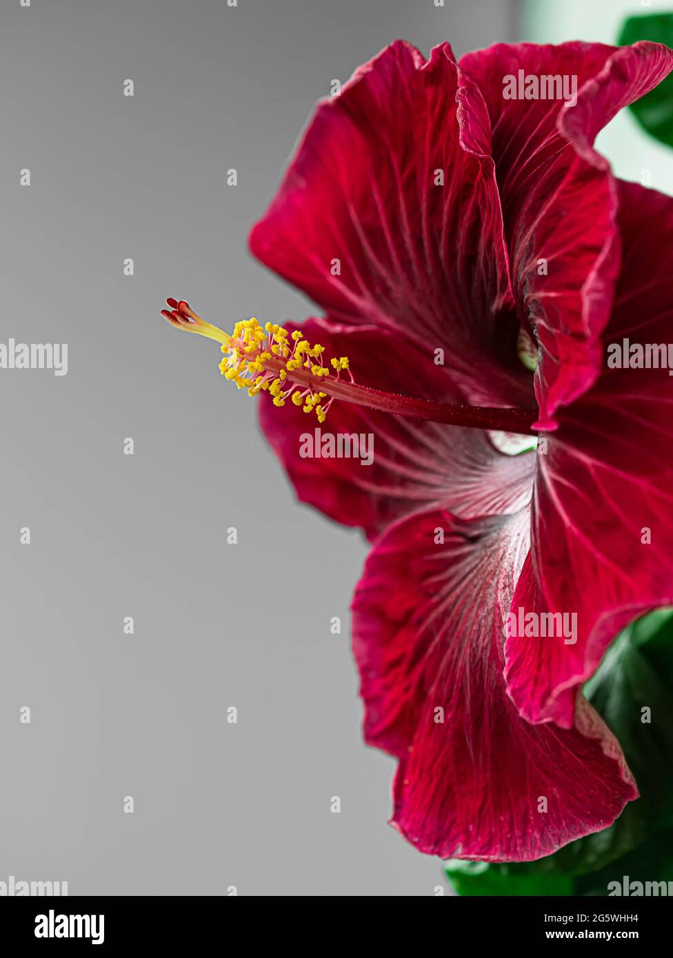 Blooming indoor hibiscus flower on the windowsill by the window. Big ...