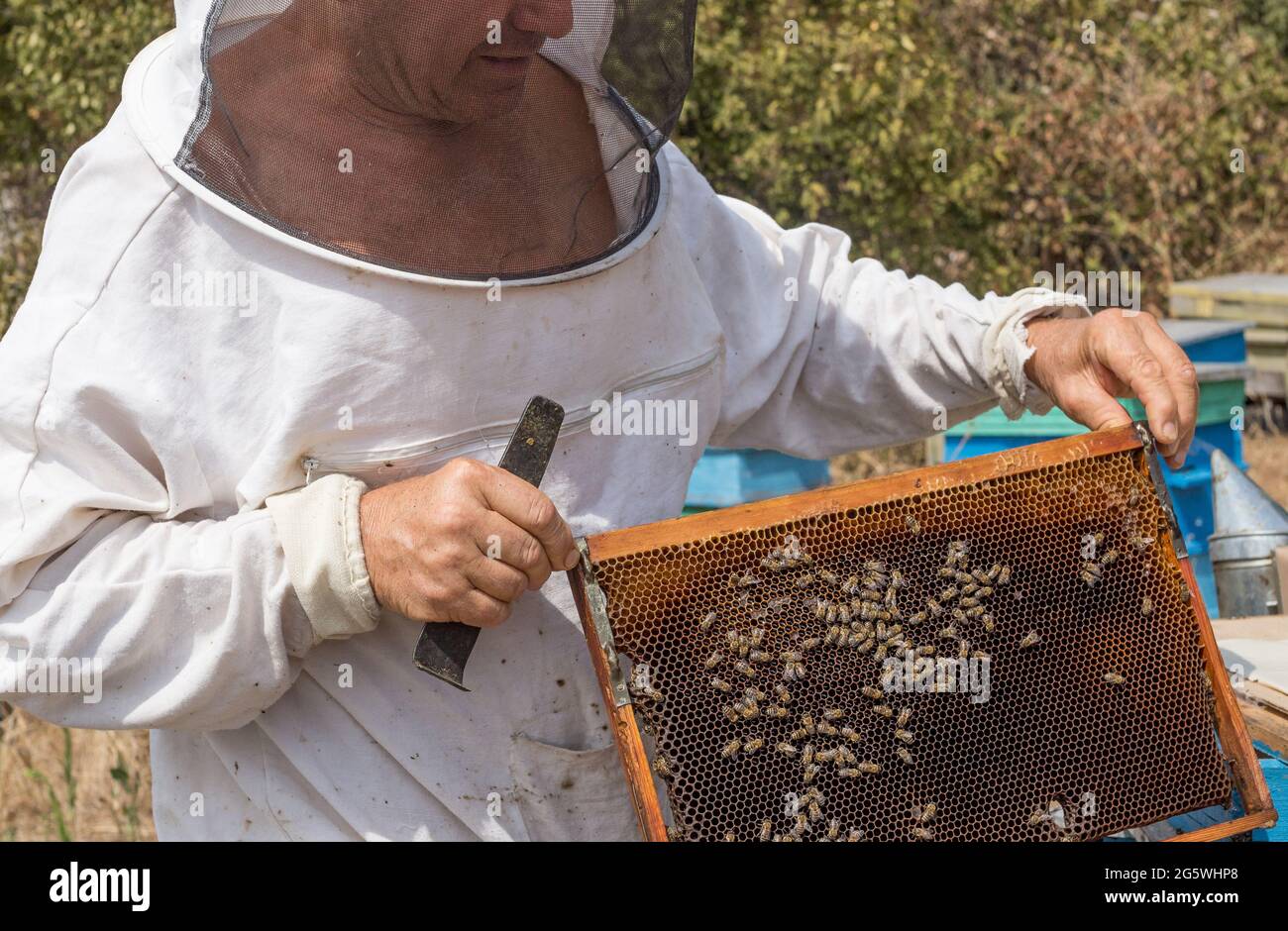 Beekeeper protective clothing and masks review hive with bees Stock ...