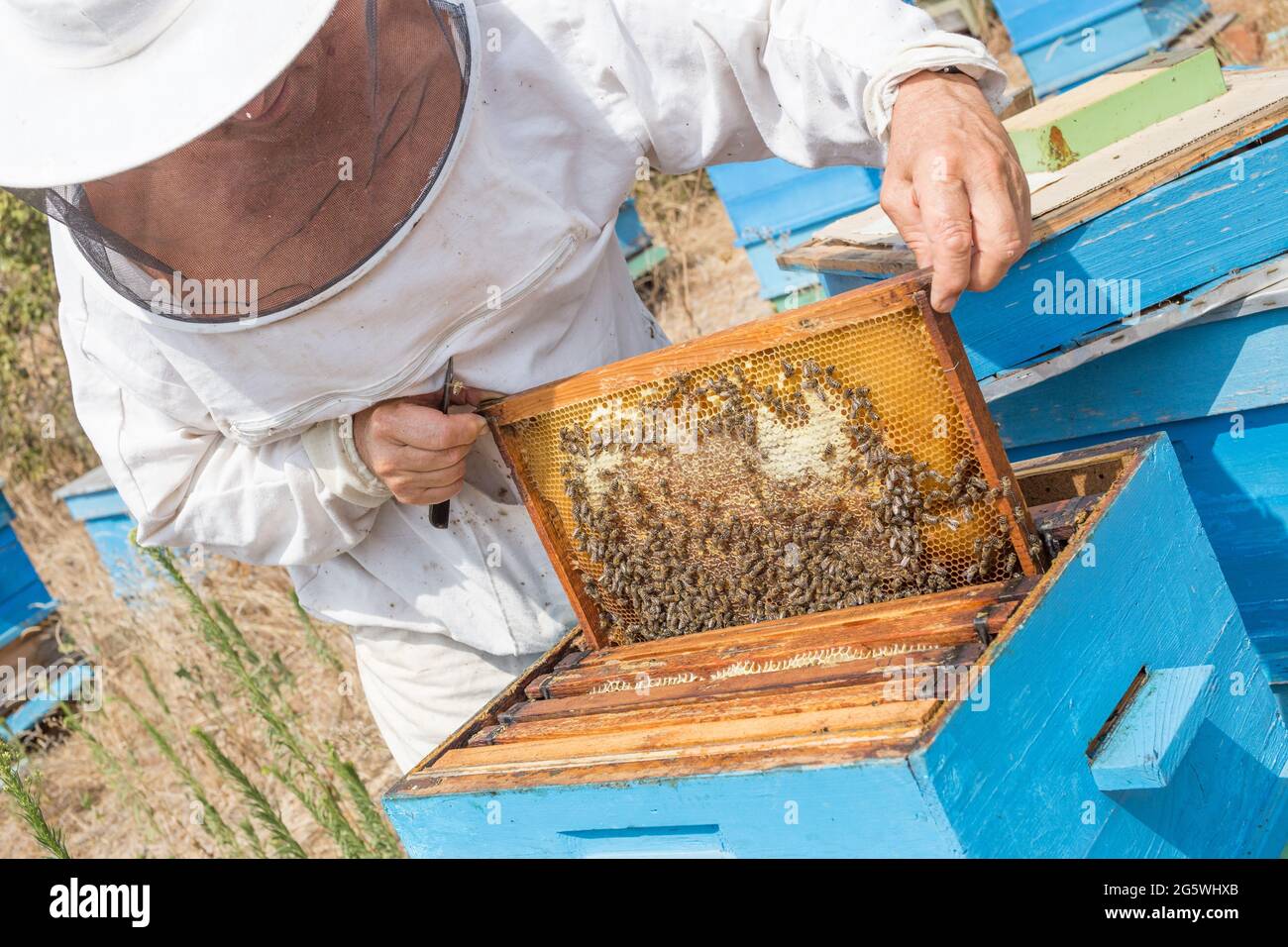 Beekeeper protective clothing and masks review hive with bees Stock ...