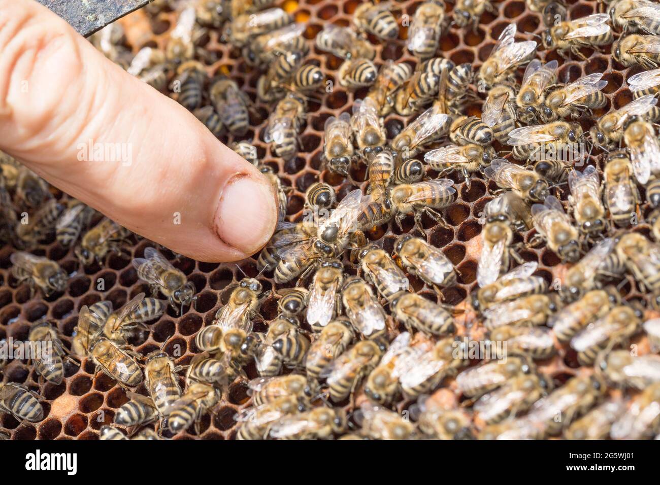 Beekeeper sun hi-res stock photography and images - Alamy
