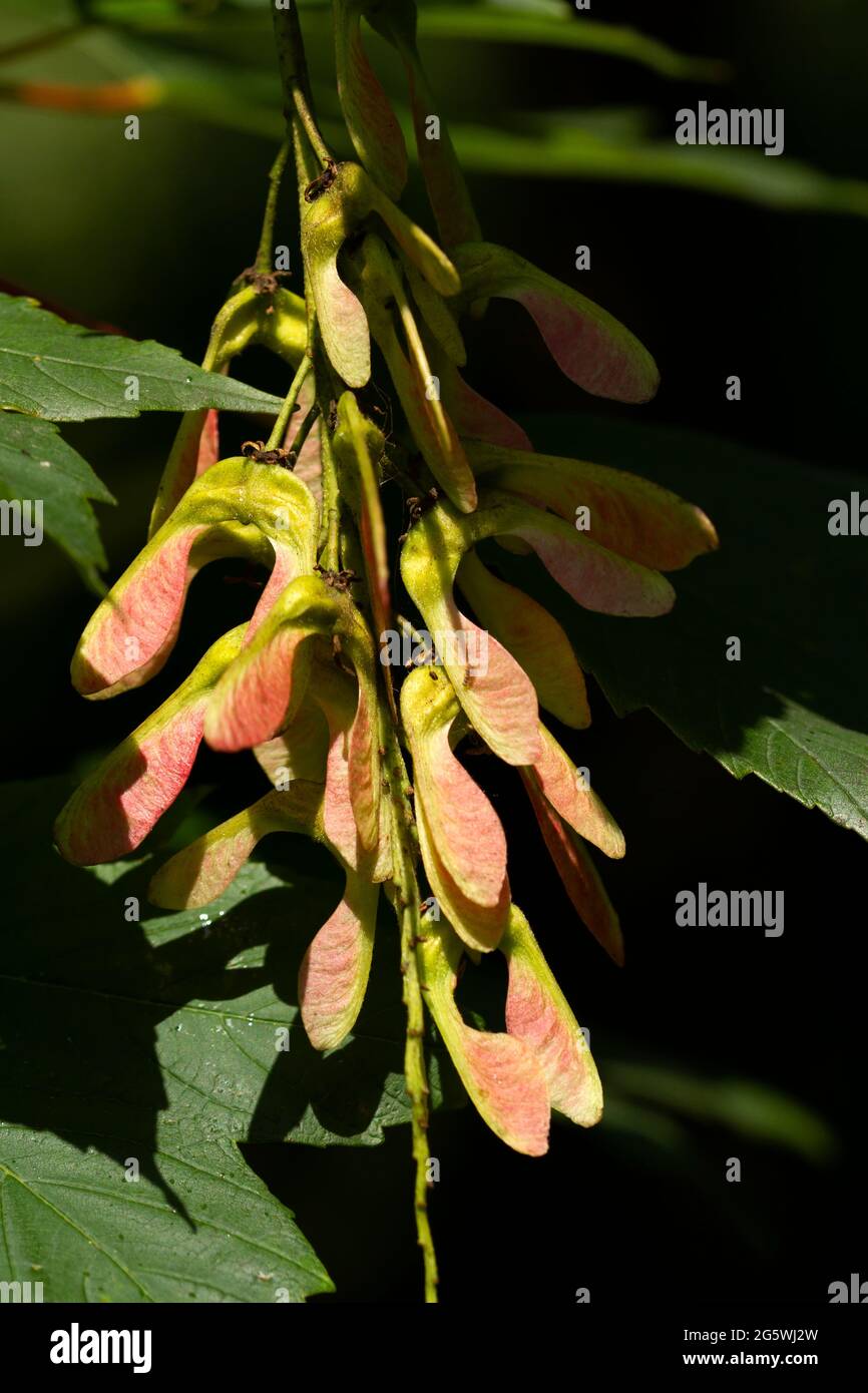 As summer progresses the fertilised flowers of the Sycamore start to ...