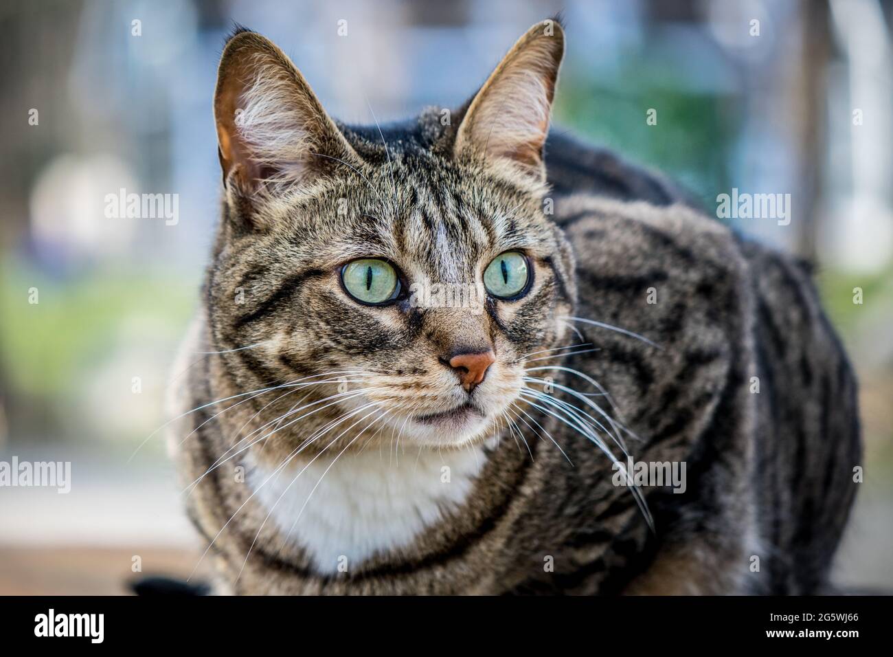 A close up image of a beautiful house cat Stock Photo - Alamy