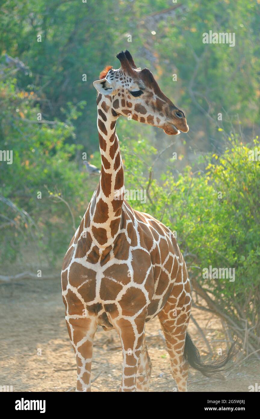 Persian gulf wildlife hi-res stock photography and images - Alamy