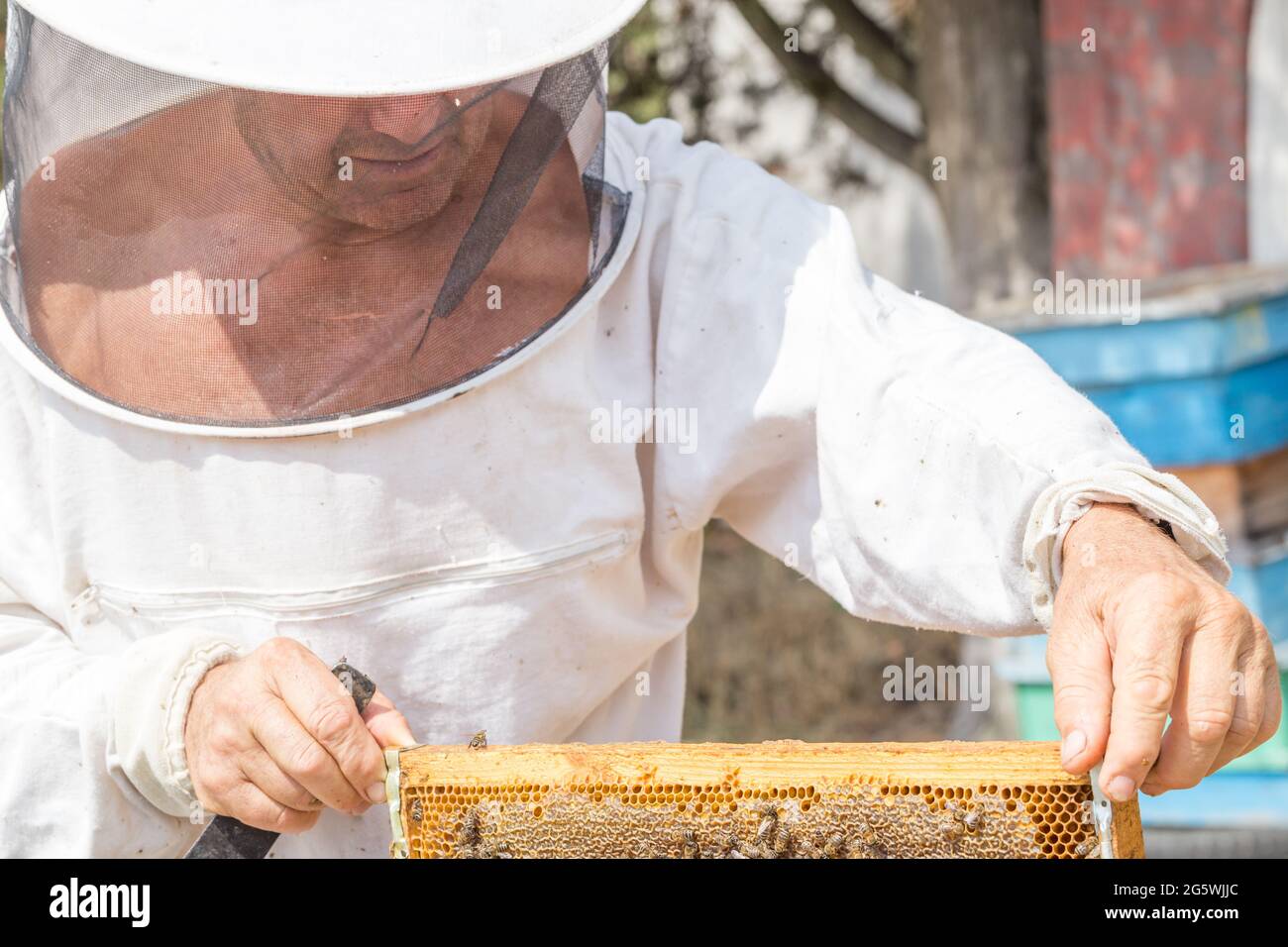 Beekeeper protective clothing and masks review hive with bees Stock ...