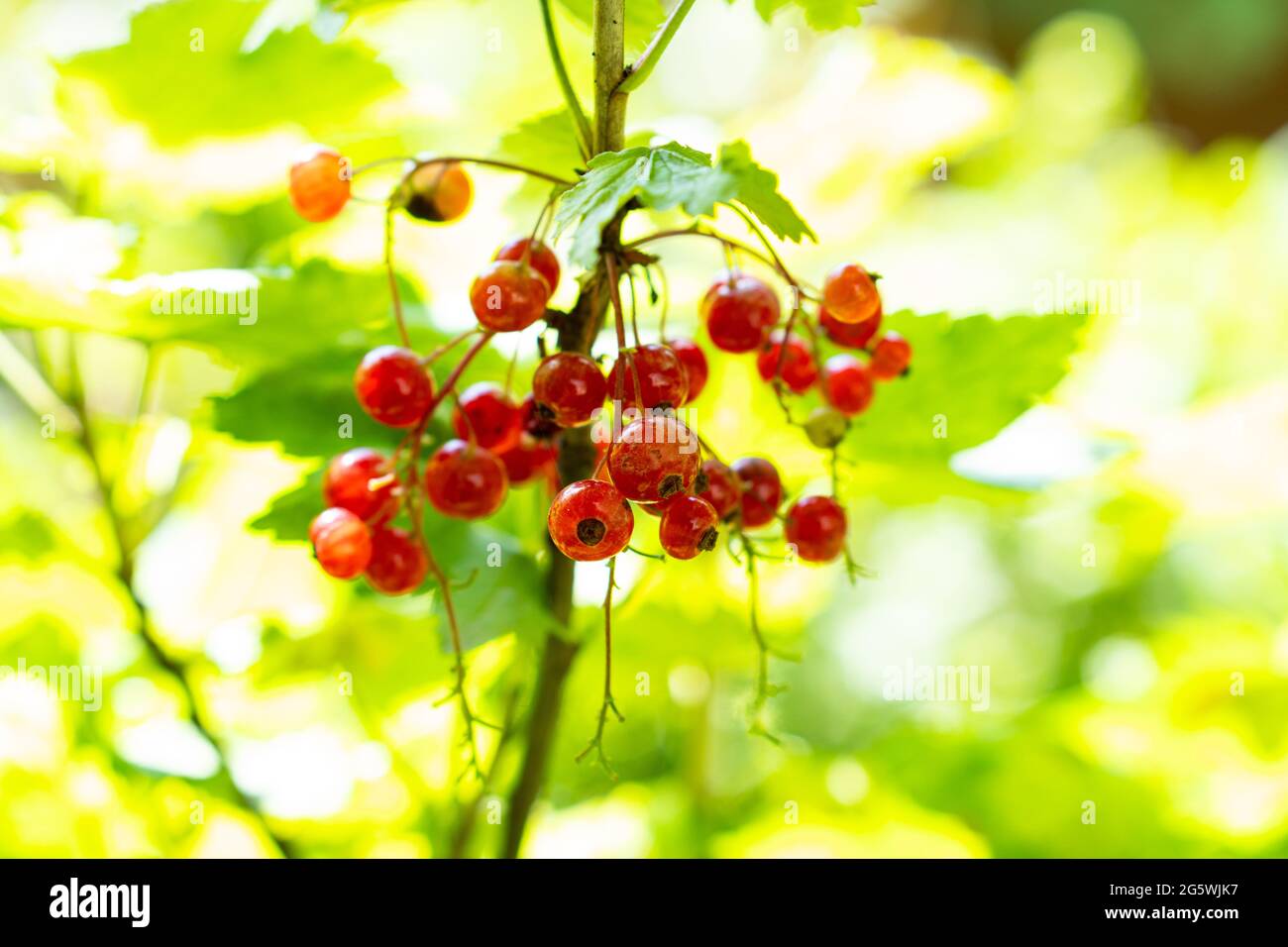 Natural red currants on a branch in the garden Stock Photo - Alamy