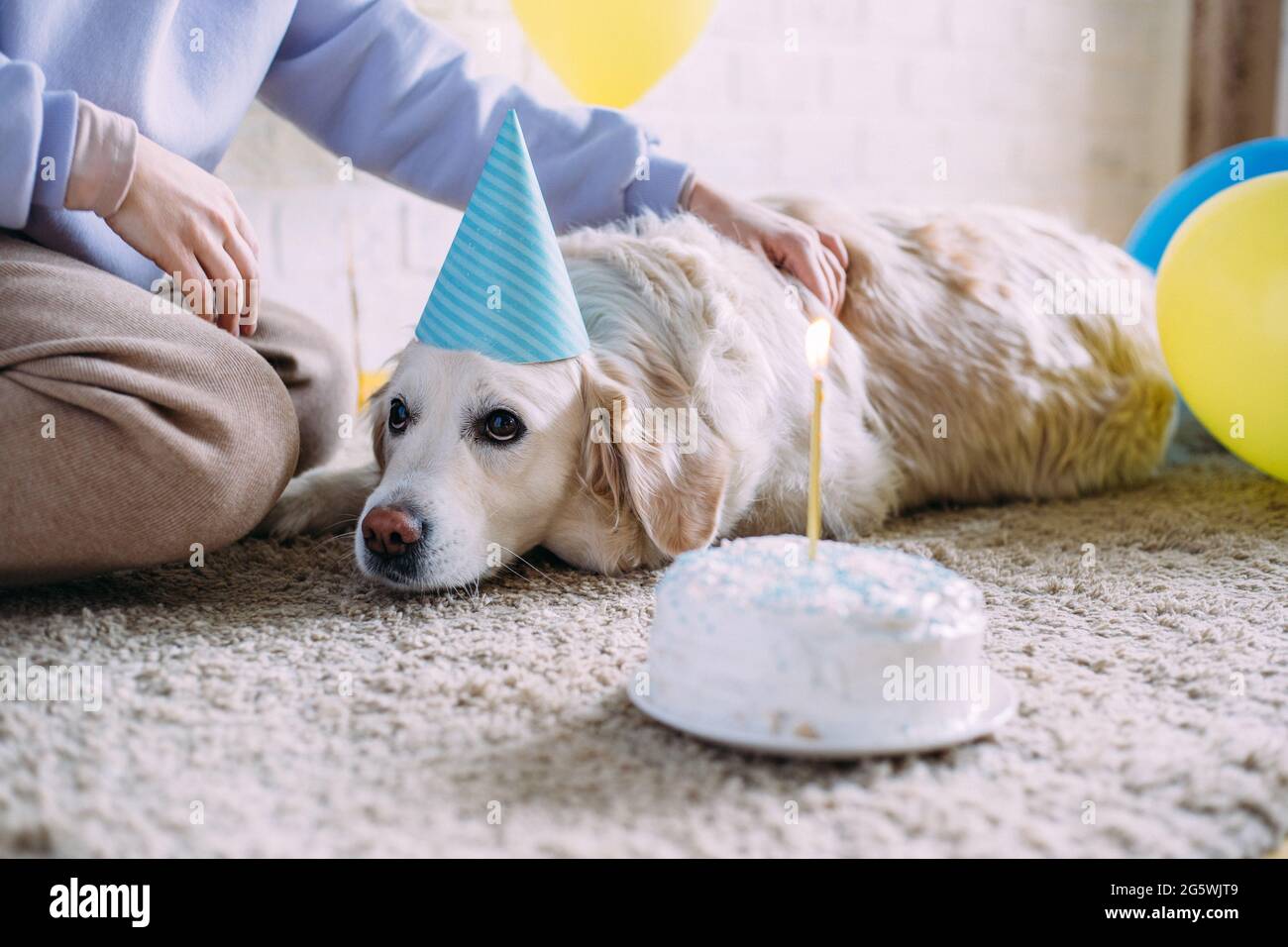 Dog eating a cake hi-res stock photography and images - Alamy