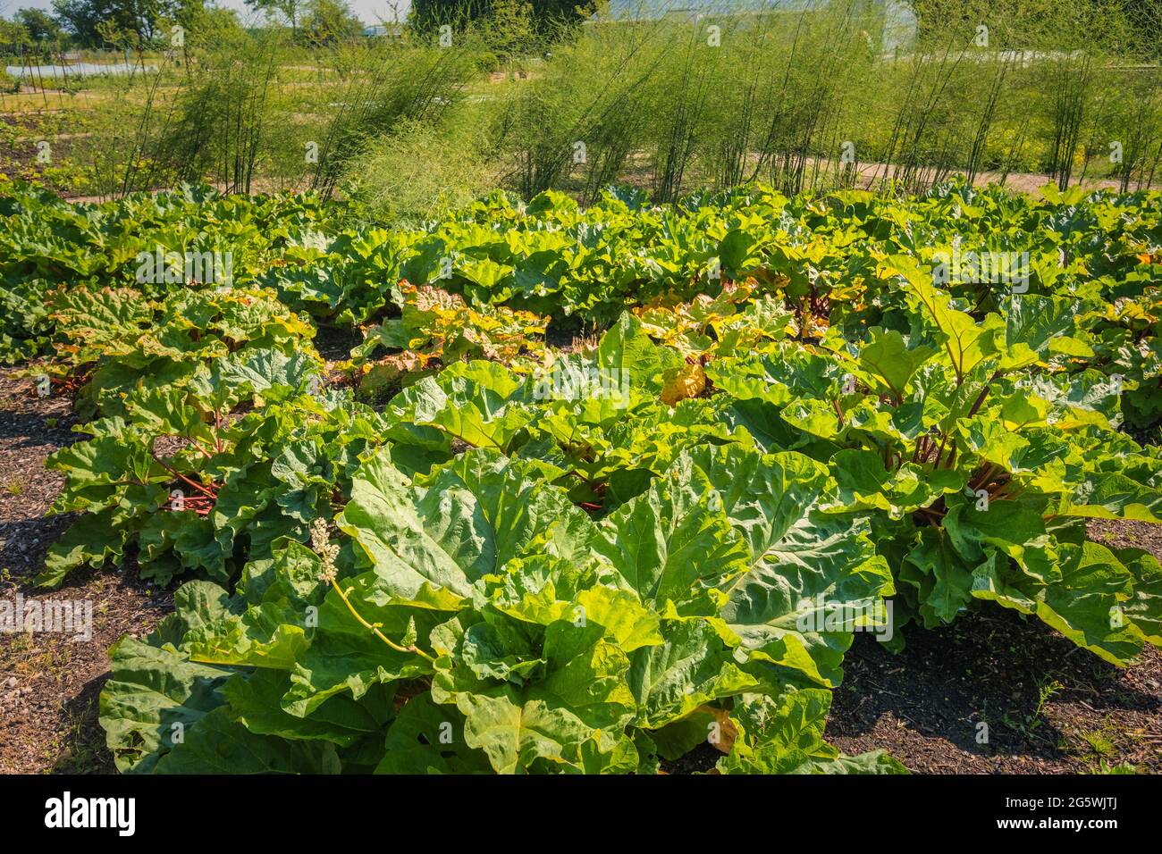 Vegetable garden at the royal Danish queens castle in Graasten, Denmark ...