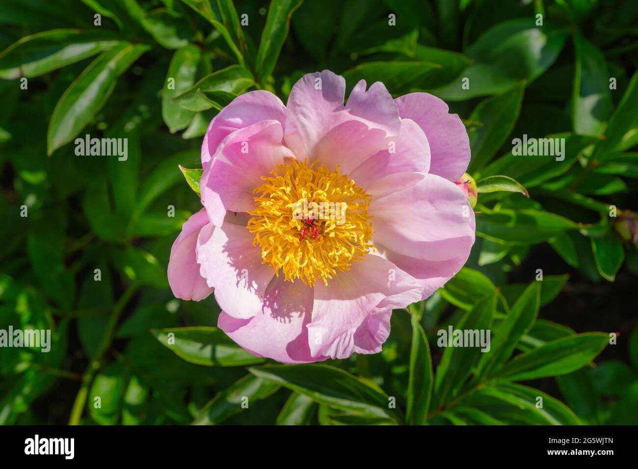 Peonies in full bloom hi-res stock photography and images - Alamy