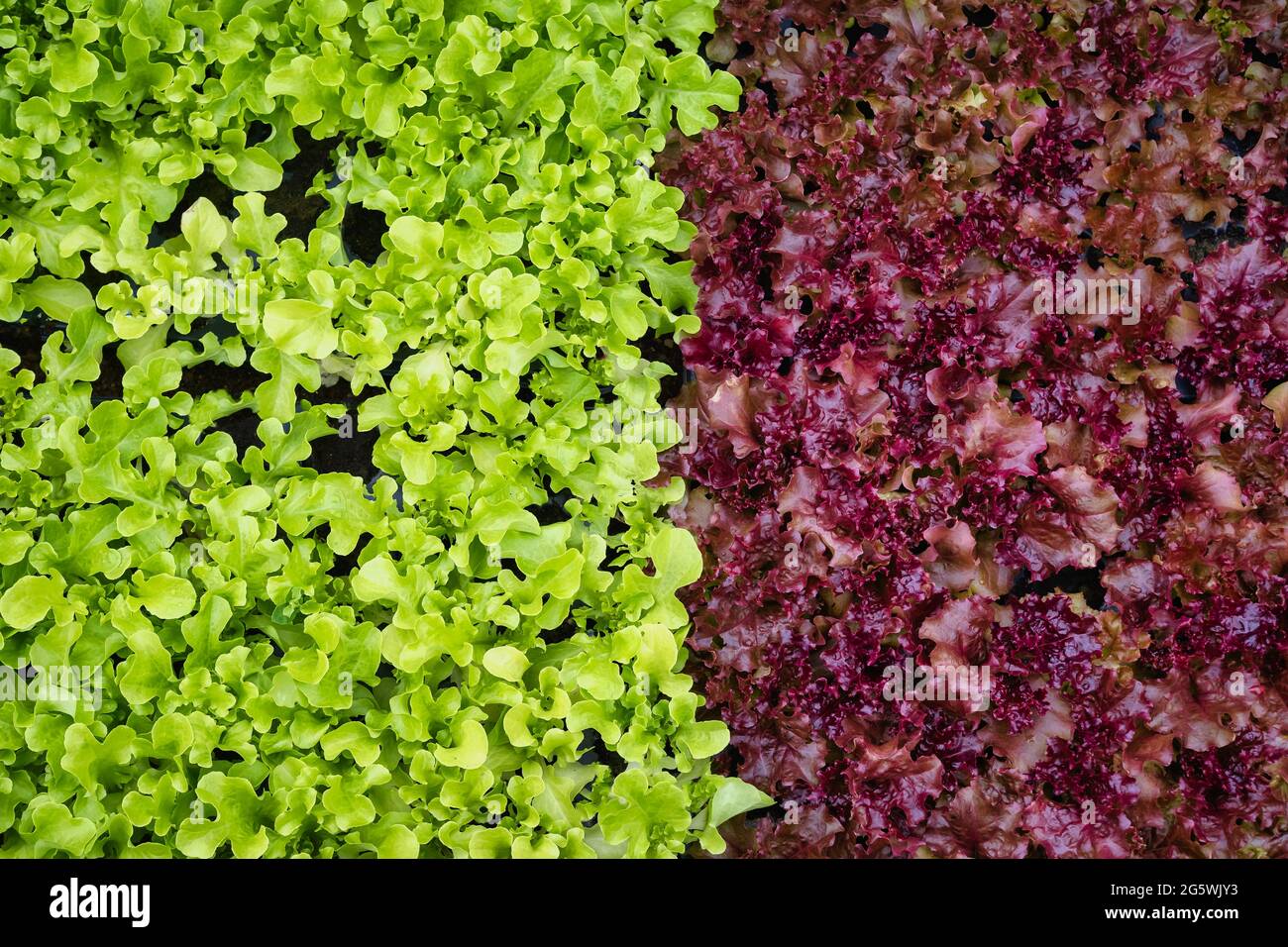 Purple lettuce hi-res stock photography and images - Alamy