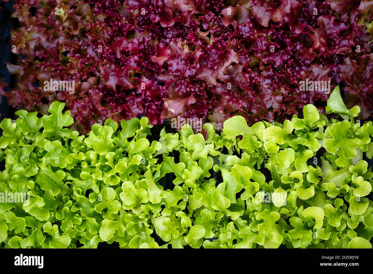 Purple lettuce hi-res stock photography and images - Alamy