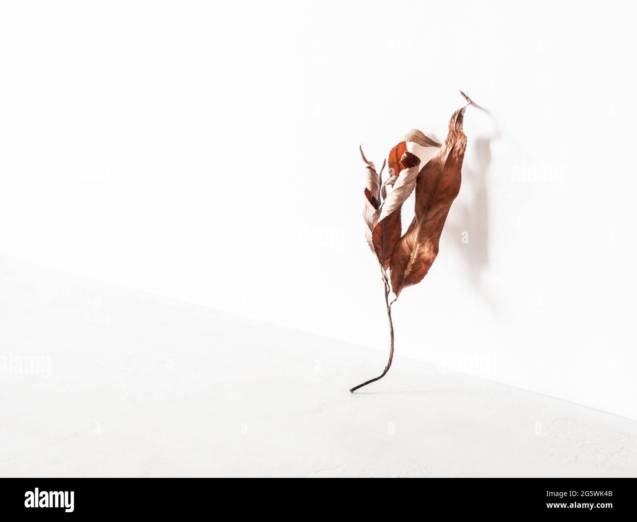 Brown branch with leaves stand on white background. Minimal autumn ...