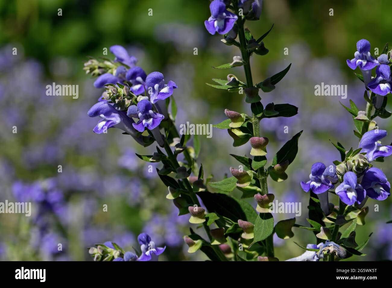 Skullcap plant hi-res stock photography and images - Alamy