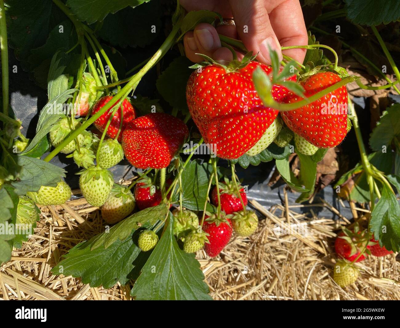Large fruits hi-res stock photography and images - Alamy