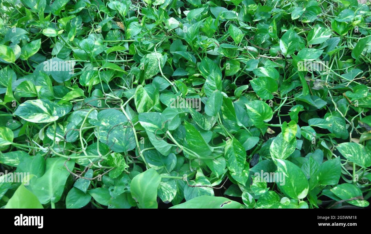 Full frame photo of pothos money plant hi-res stock photography and ...