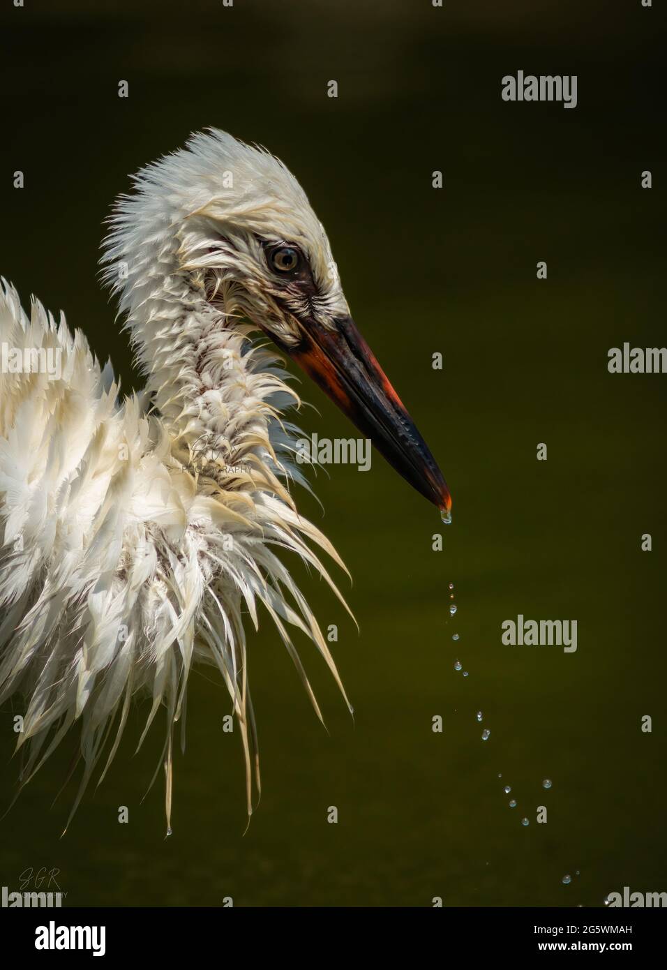 Drops Dripping High Resolution Stock Photography and Images - Alamy