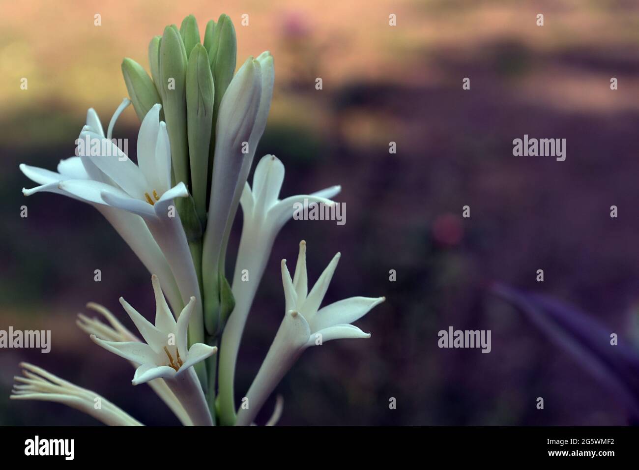 White tuberose flowers hi-res stock photography and images - Alamy