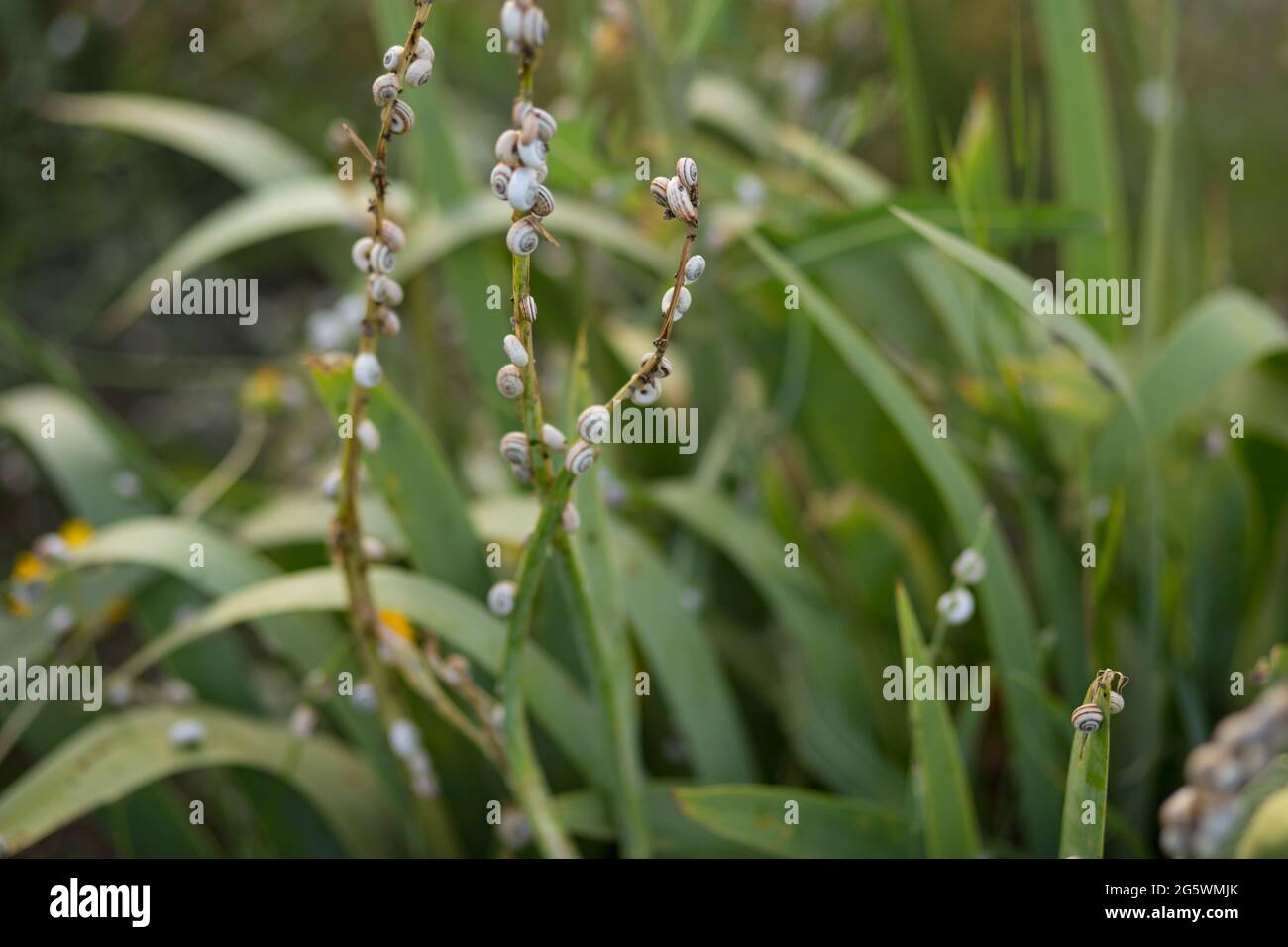 Wildlife damage to fields hi-res stock photography and images - Alamy