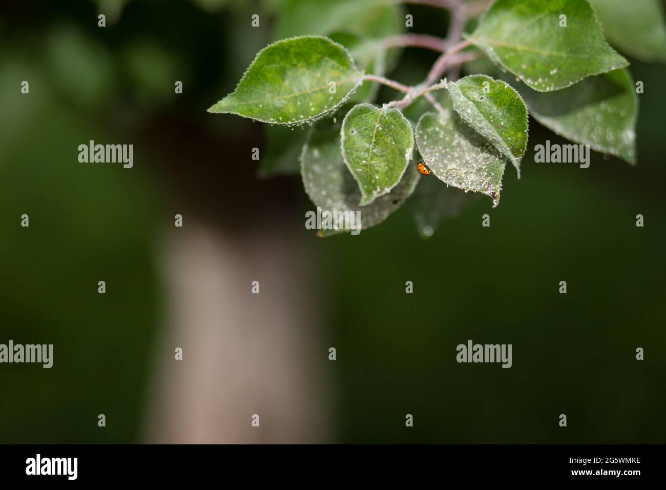 Aphid control on fruit trees using bio method ladybugs and other ...