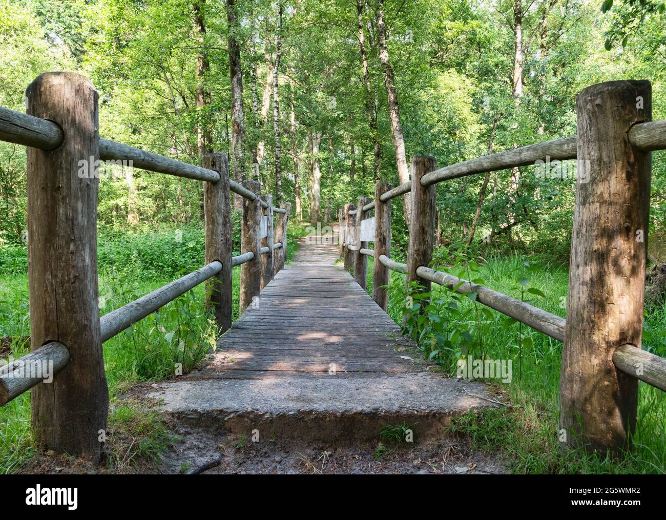 Tree trees bridge summer hi-res stock photography and images - Alamy