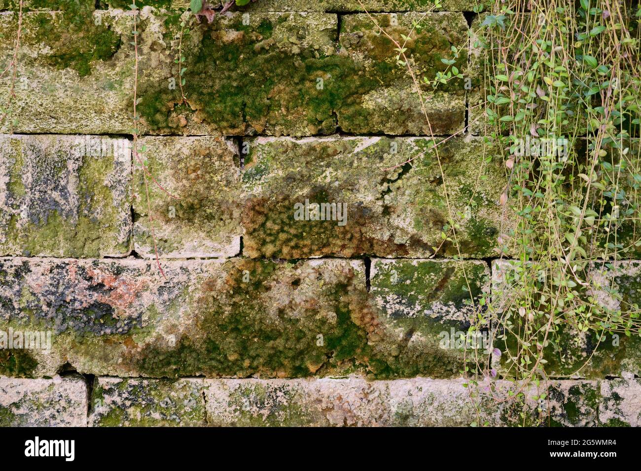 An old wall of gray stone blocks covered with green moss. Texture. No ...