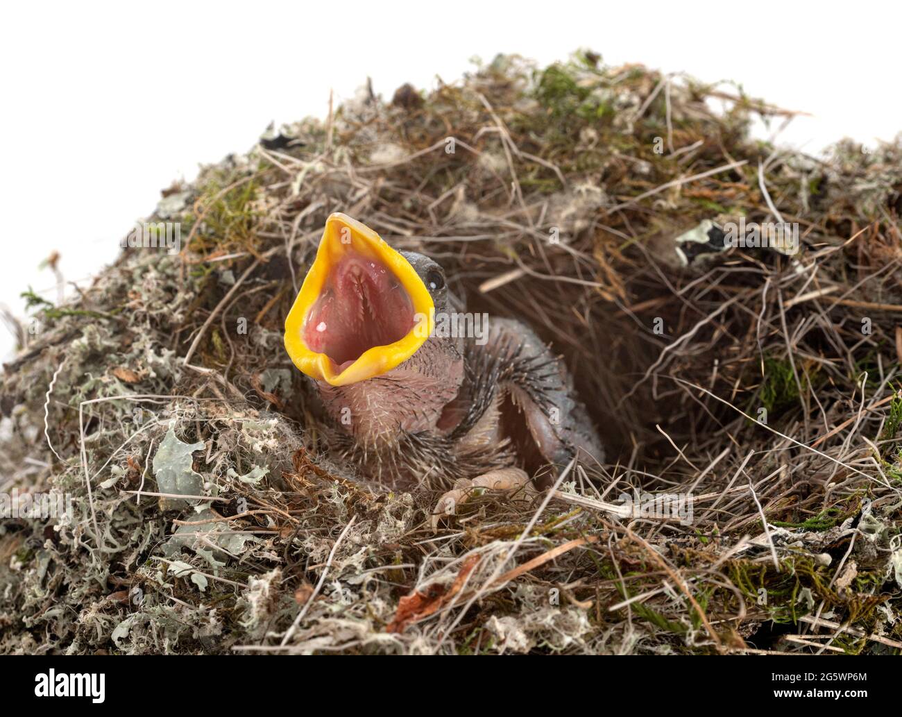 young Barn swallow in front of white background Stock Photo - Alamy