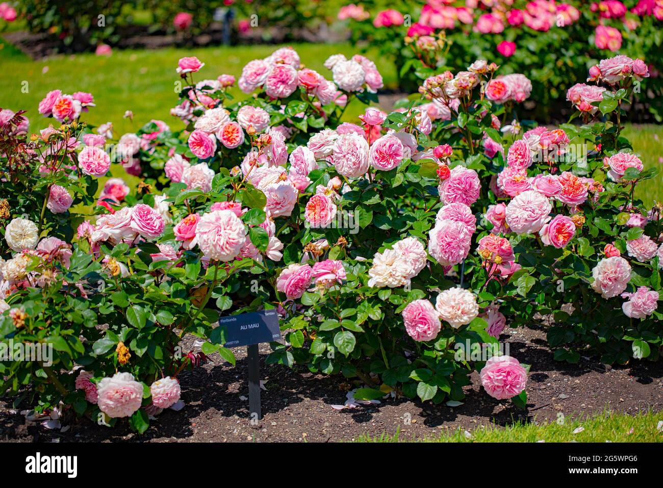 Ali rose where hi-res stock photography and images - Alamy