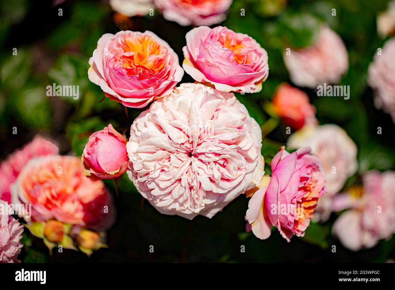 Rose rosa mango hi-res stock photography and images - Alamy