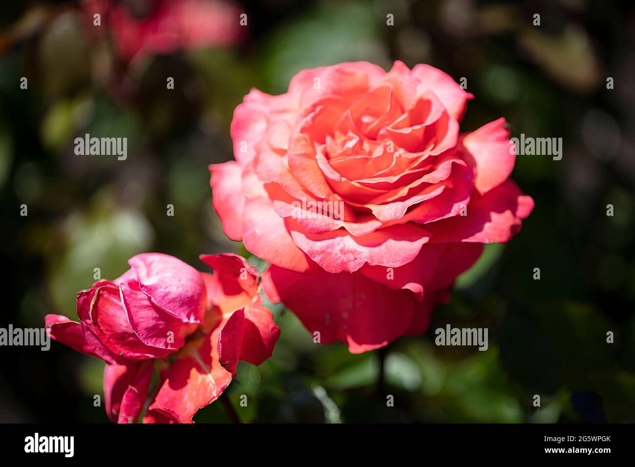 Deep pink Hybrid Tea Pride of Scotland rose flowers Stock Photo - Alamy