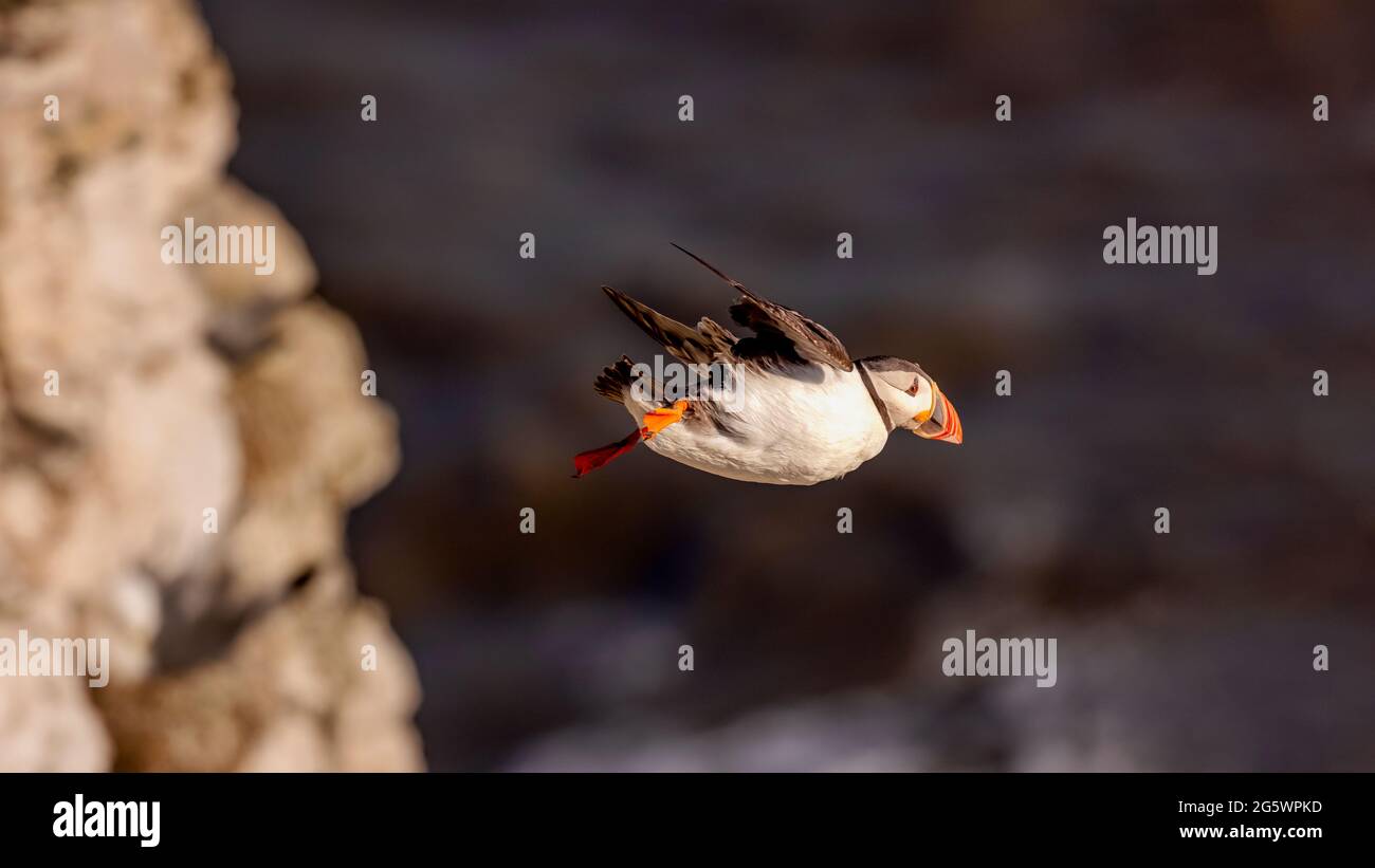 Gregarious bird species hi-res stock photography and images - Alamy
